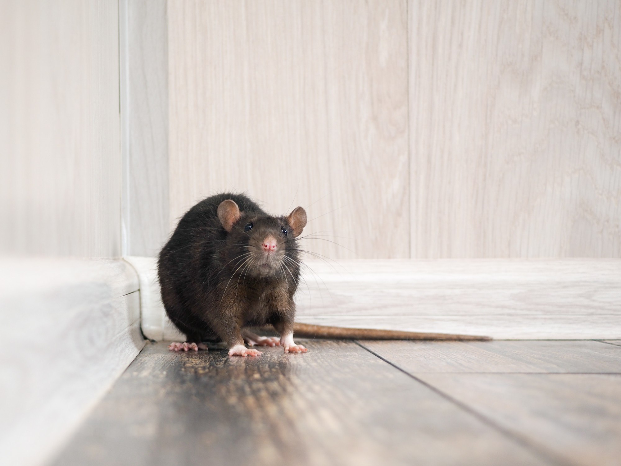 How to Handle a Rodent Infestation in Your Home