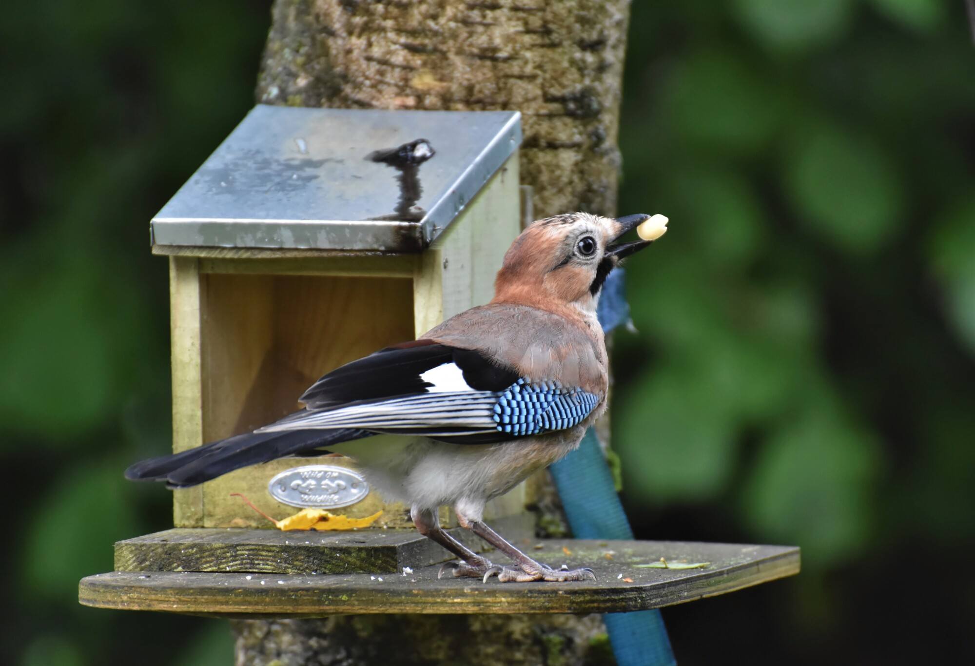 9 Common Bird Feeding Mistakes and How to Avoid Them