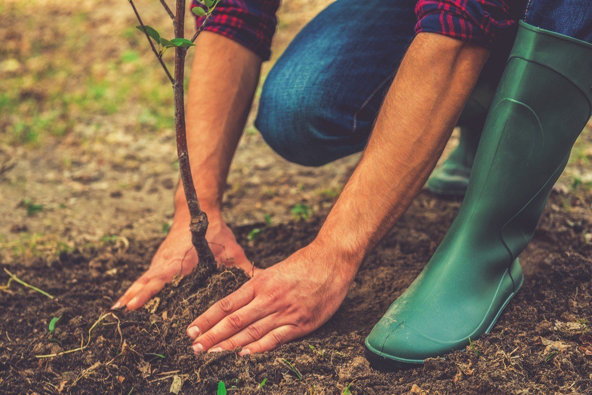 4 Tips for Planting New Trees on Your Property
