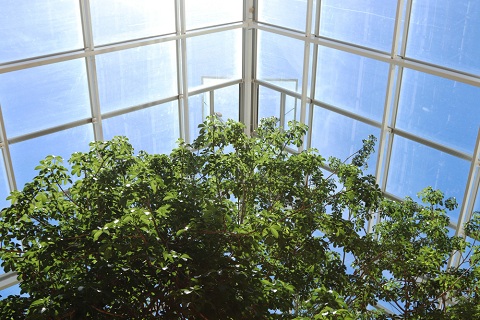 Skylights in Commercial Elevating Environments with Natural Light