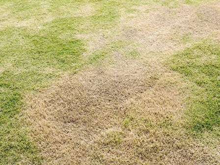 Reviving Your Lawn 5 Ways to Effectively Remove Dead Grass