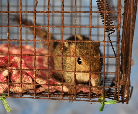 Choosing the Right Traps for Rodent Control